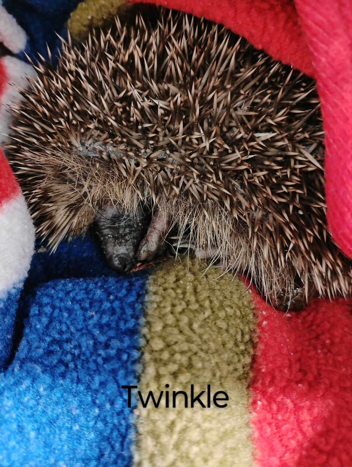 Home - Thorne Hedgehog Rescue
